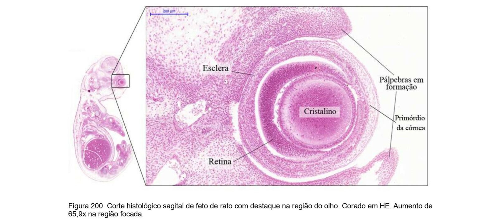 14. Desenvolvimento inicial do rato – Embriologia Animal