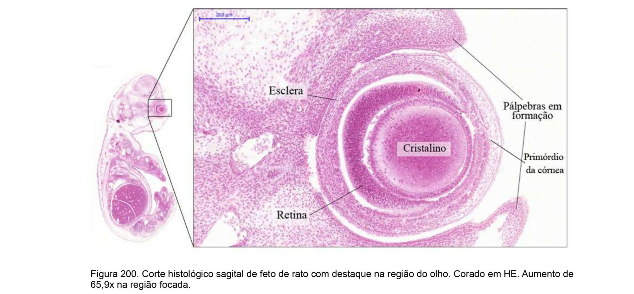 14. Desenvolvimento inicial do rato – Embriologia Animal